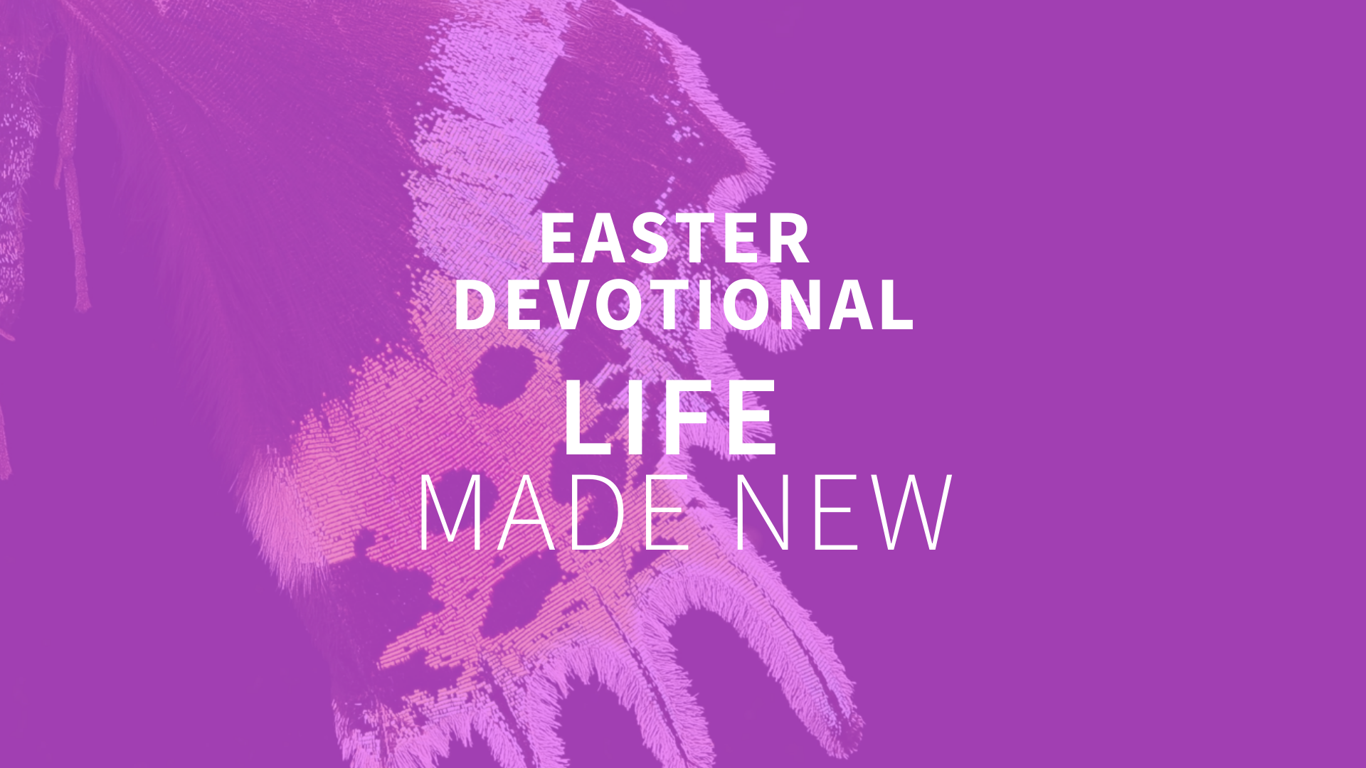Life Made New – Easter Small Group Study | Vineyard Digital